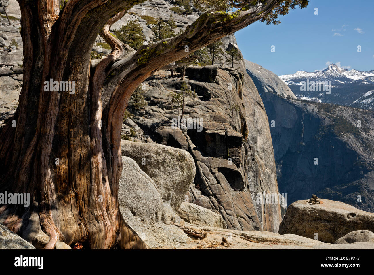 CALIFORNIA - Pine tree near the top of Upper Yosemite Fall with and a ...