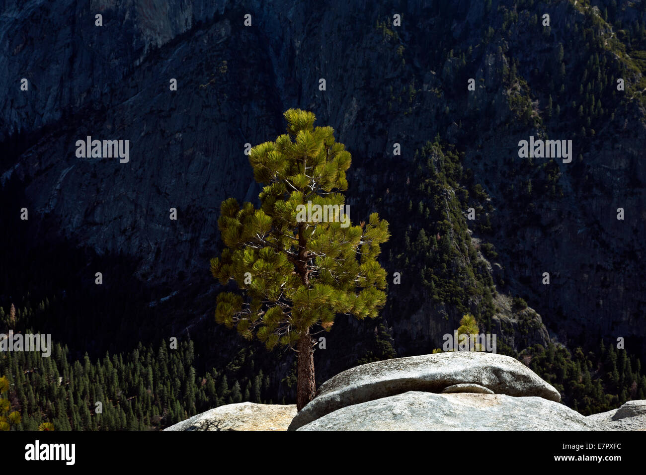 CA02269-00...CALIFORNIA - Pine tree growing out of a crack in the ...
