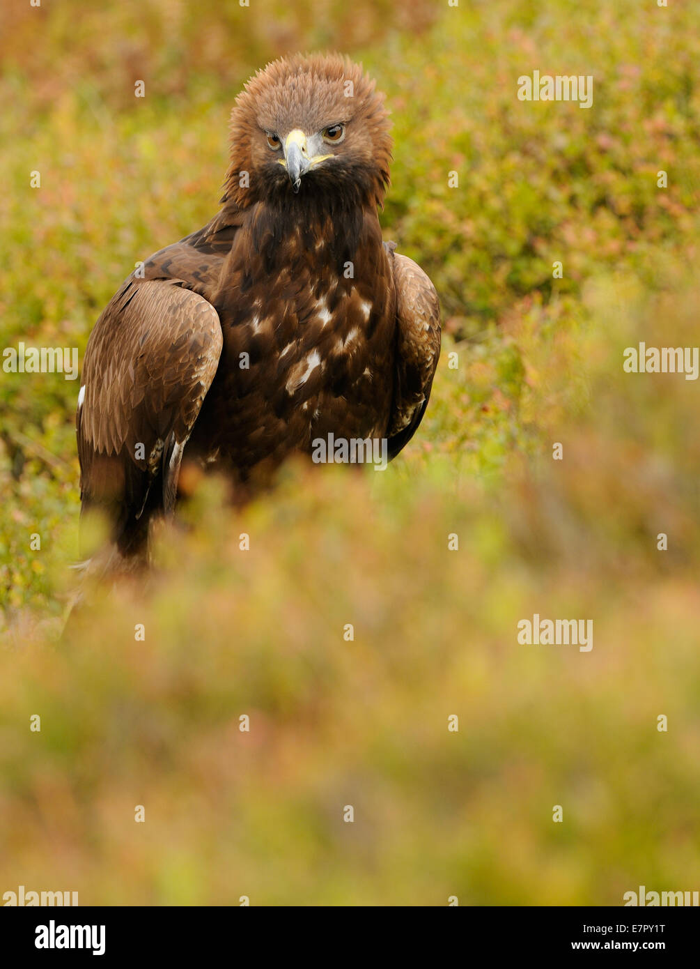 Golden Eagle, in the middle of autumn colored vegetation showing off ...