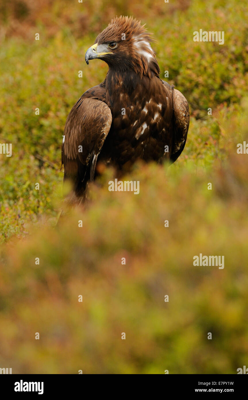 Golden Eagle, in the middle of autumn colored vegetation showing off ...