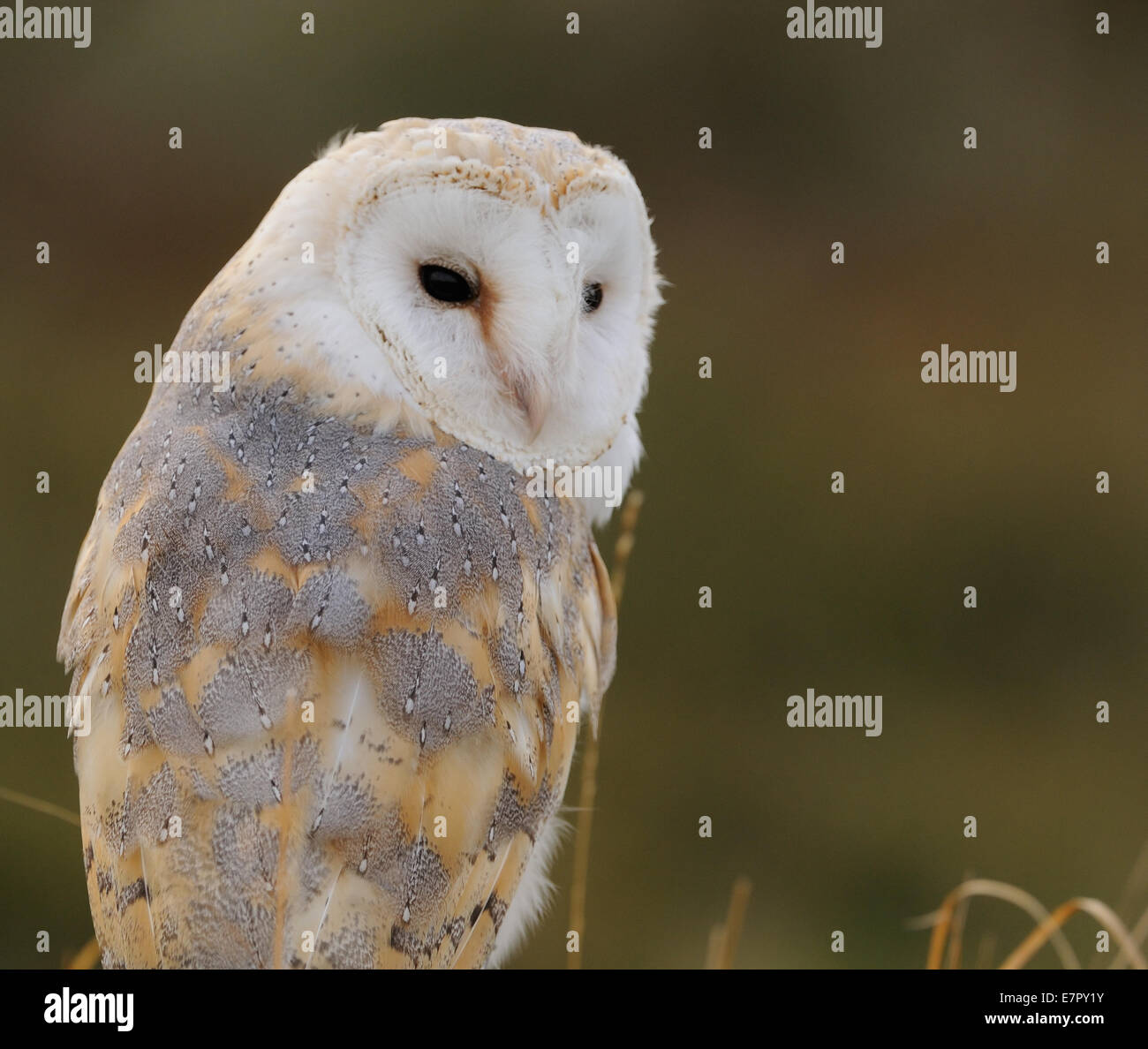 Barn Owl photographed n the middle of autumn colored vegetation at a ...