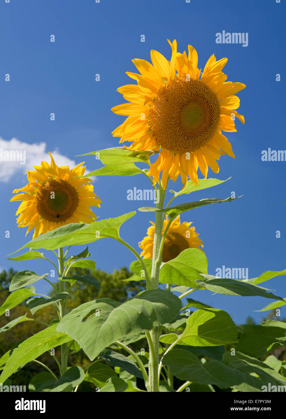 Sunflowers from below Stock Photo - Alamy