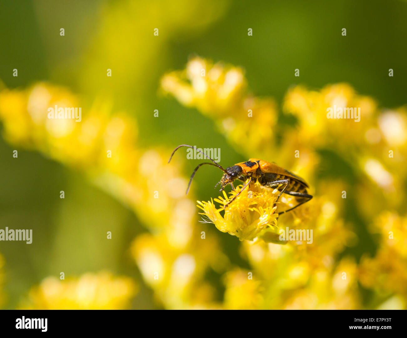 Pensylvanicus pensylvanicus hi-res stock photography and images - Alamy