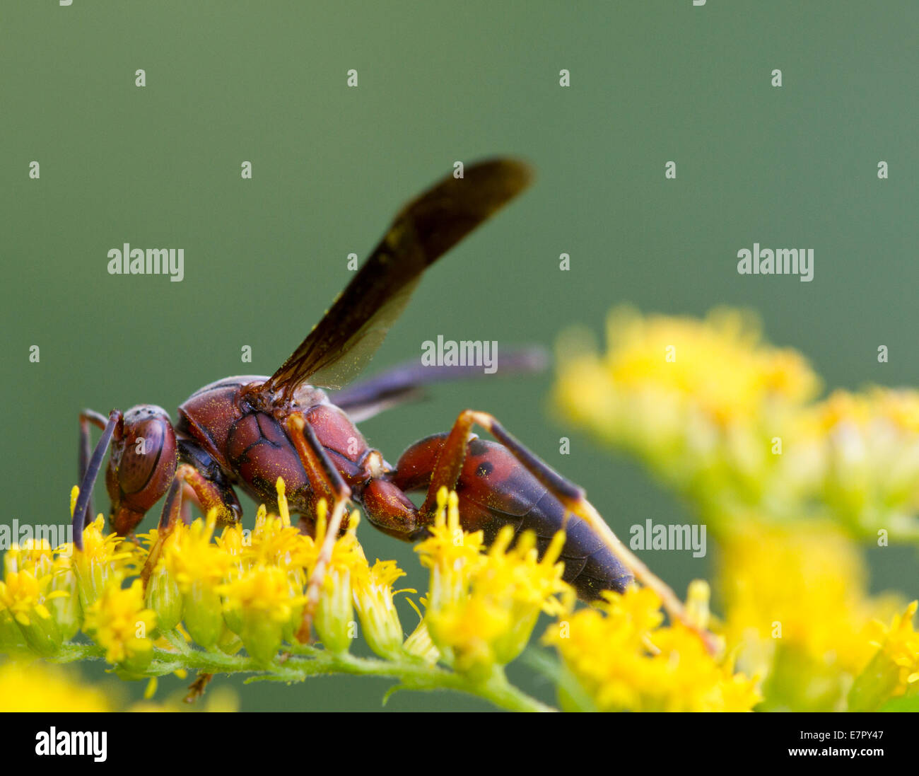 Wasp flower hi-res stock photography and images - Alamy