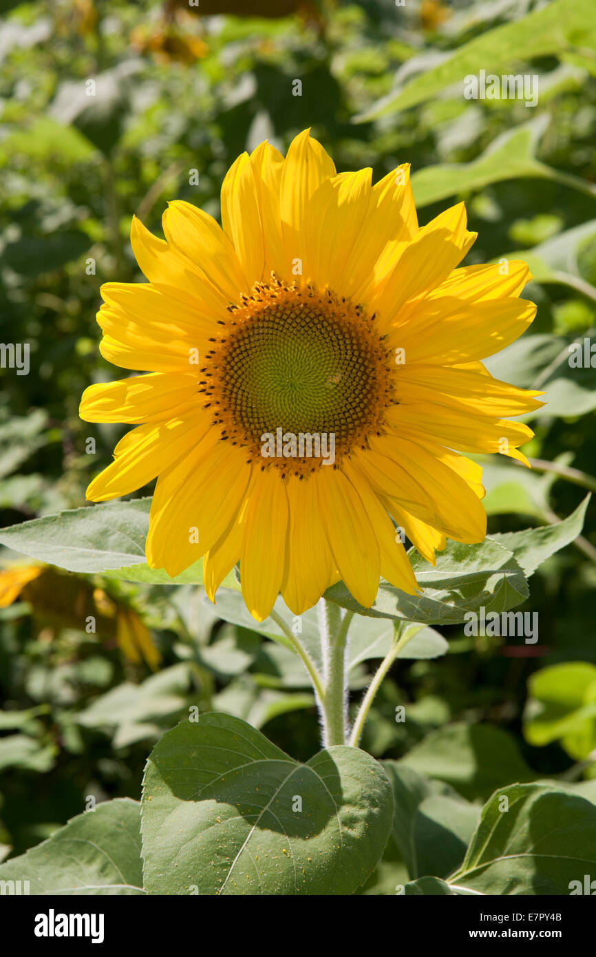 Closeup of a sunflower head at its peak of blooming Stock Photo - Alamy