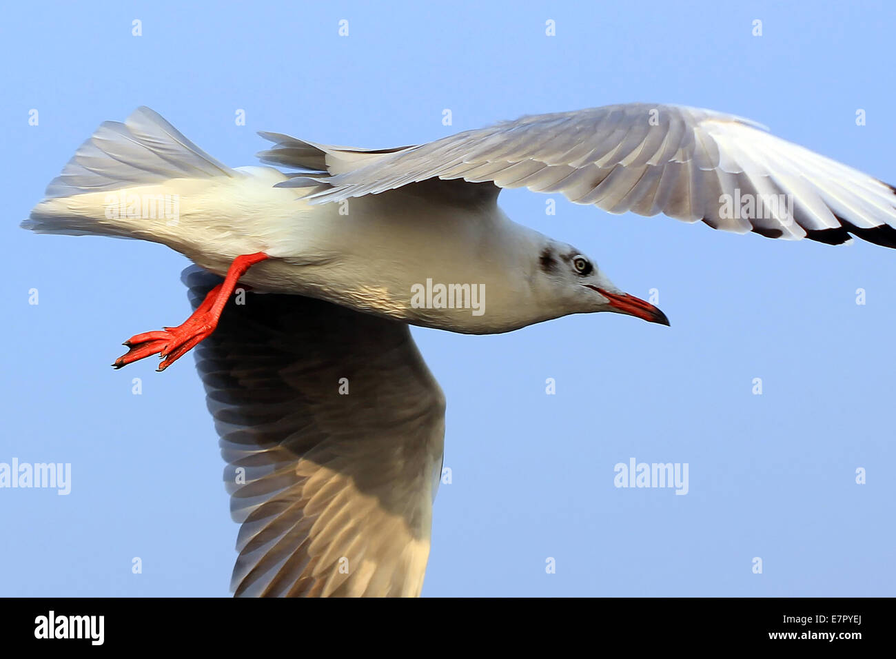 Closeup of the flying seagull Stock Photo - Alamy