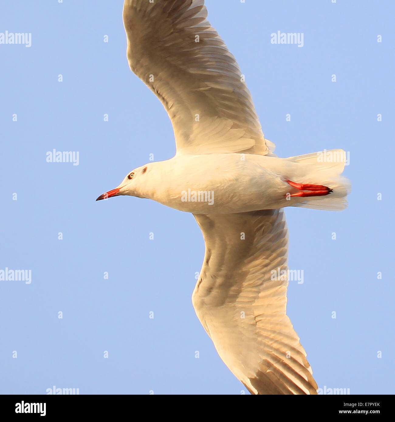 Closeup of the flying seagull Stock Photo - Alamy