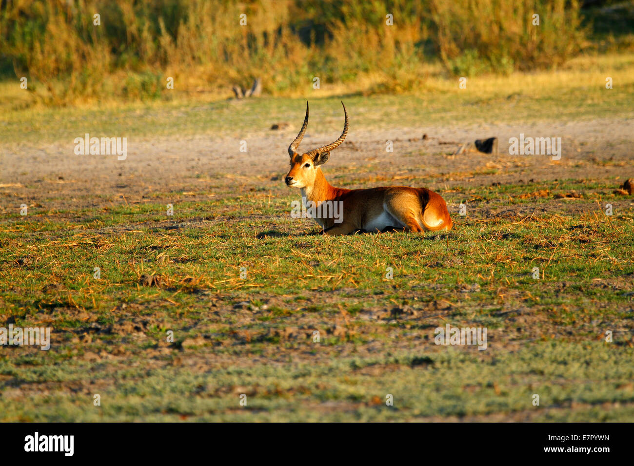 Lechwe ram antelope on the Okavango Delta lay down resting in the hot ...