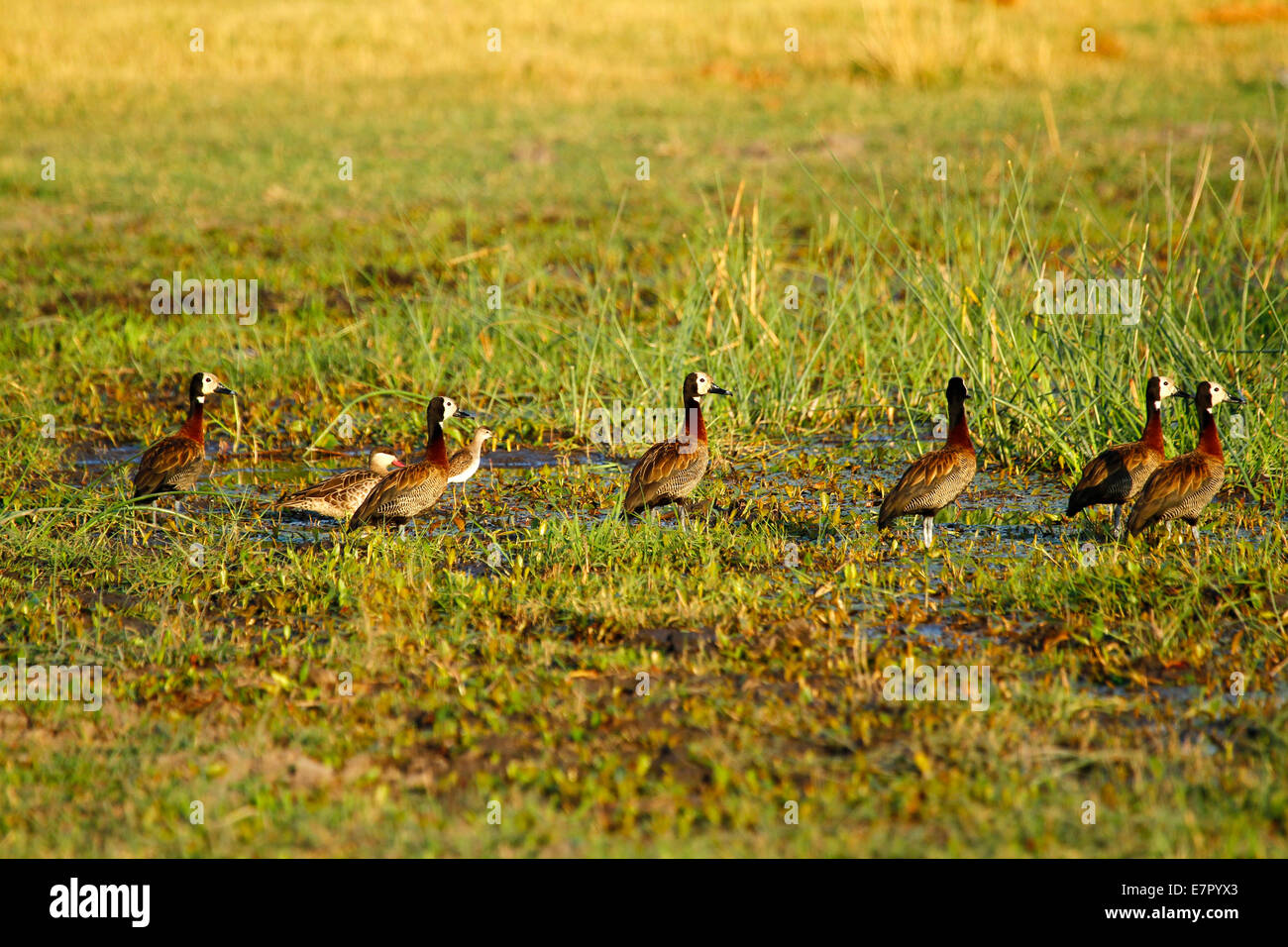 African Birdlife, a flock of white-faced ducks. They are a member of ...