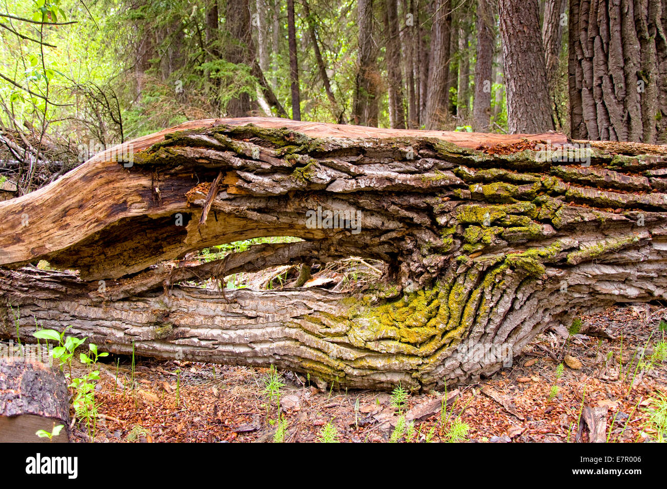 Tree trunk, Fenland Trail, Banff, Alberta, Canada Stock Photo - Alamy