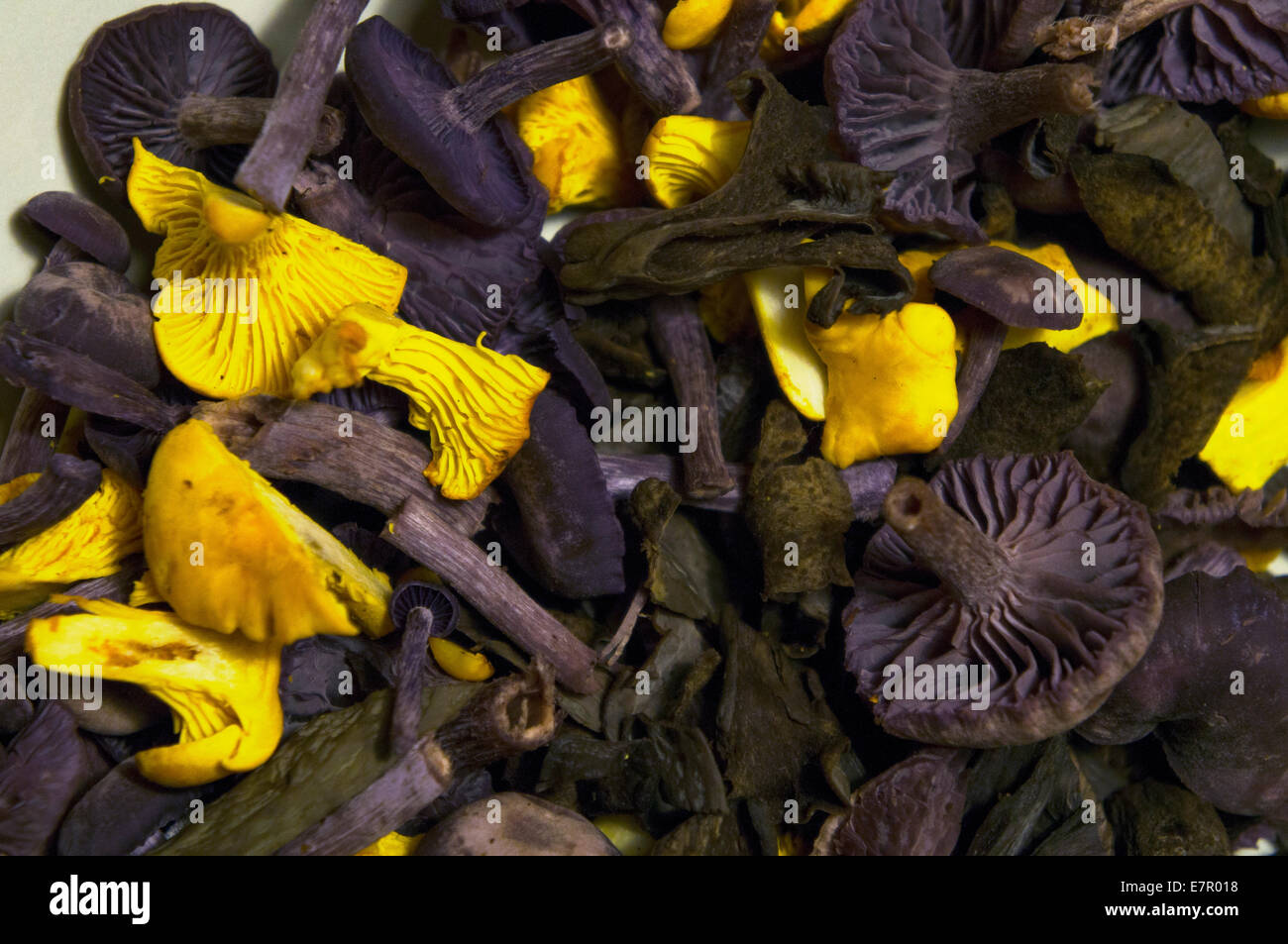 Cantharellus cornucopioides hi-res stock photography and images - Alamy