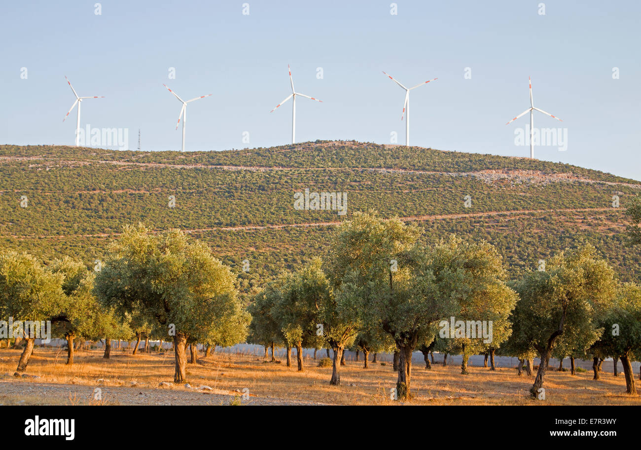 Olive Tree Farm with Wind Turbine Background Stock Photo - Alamy