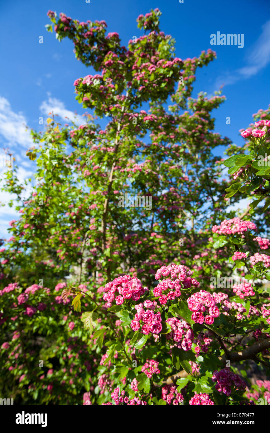 Double pink hawthorn hi-res stock photography and images - Alamy