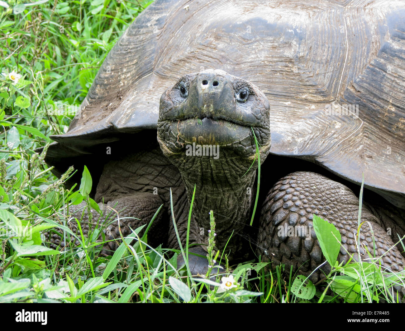 Galapagos Giant Tortoise Stock Photo - Alamy