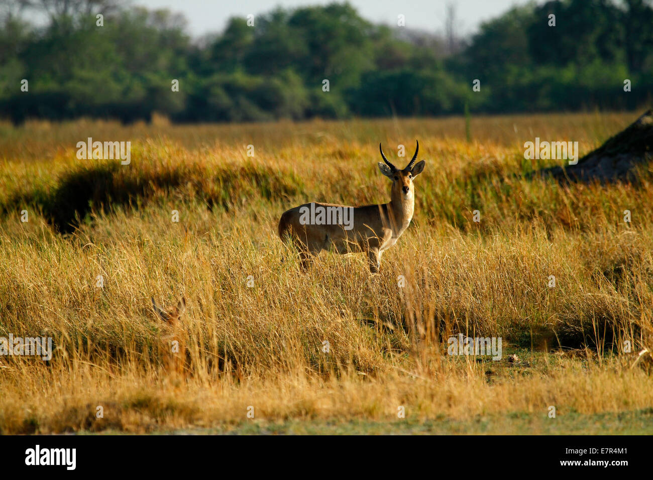 Superb example of a Southern Reed buck stood in the reeds of the ...