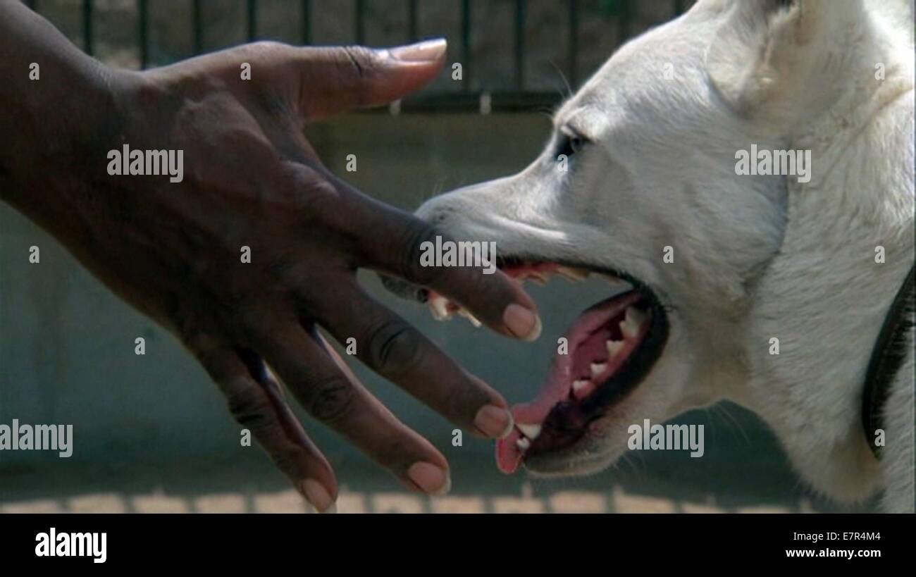 White Dog Year : 1982 USA Director : Samuel Fuller Stock Photo - Alamy