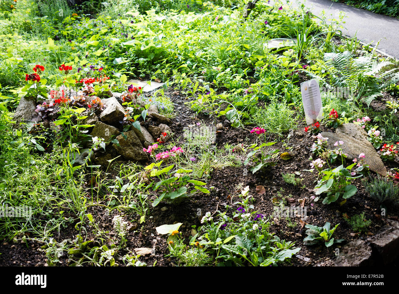 Small community garden filled with donated plants in a waste public ...