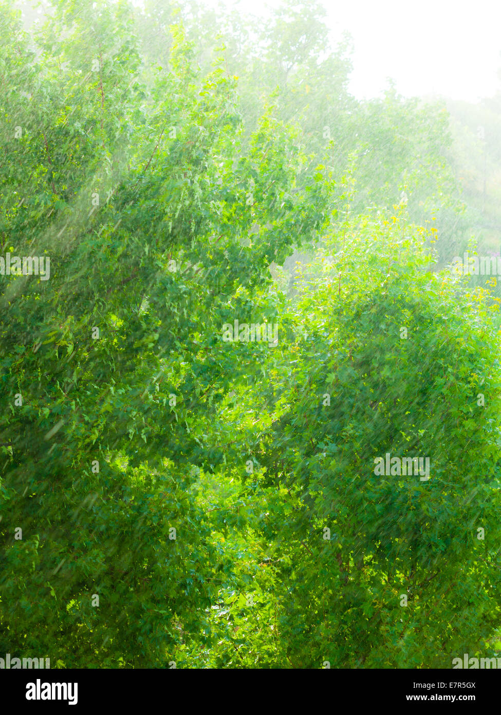 Summer rainy outside window, water drops droplets raindrops on glass windowpane as background ...