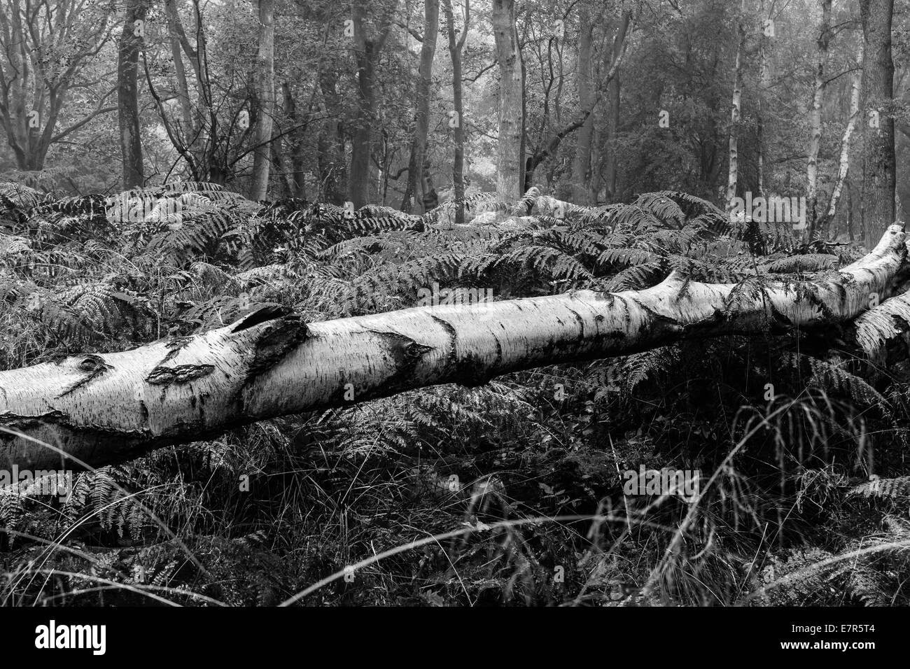 Tree ferns of Black and White Stock Photos & Images - Alamy