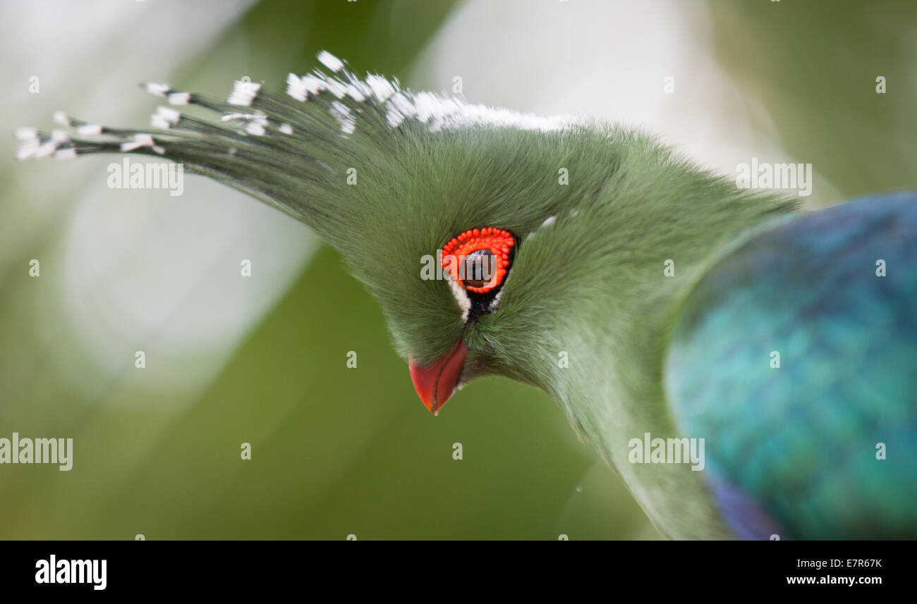 Tauraco schalowi hi-res stock photography and images - Alamy