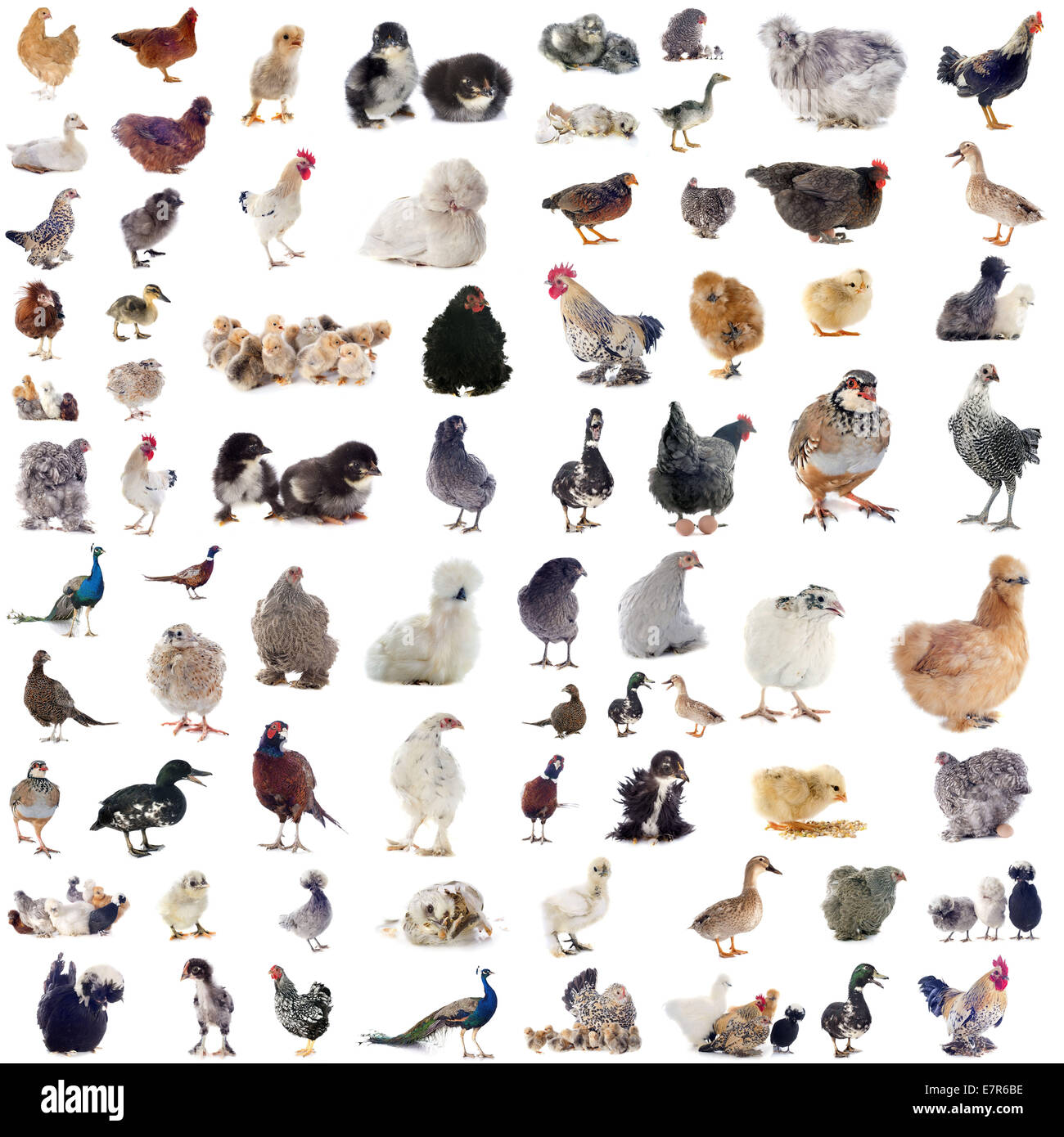 group of poultry in front of white background Stock Photo - Alamy