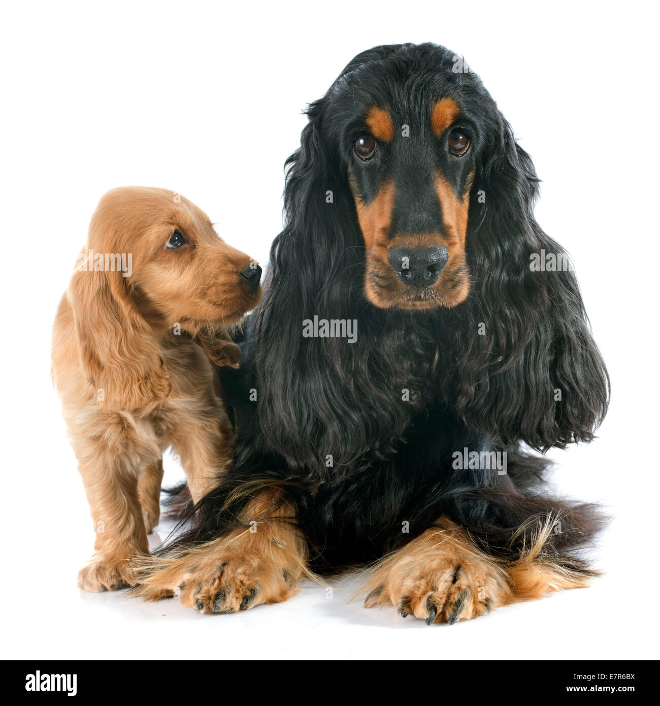 portrait of a purebred puppy and adult english cocker in a studio Stock ...