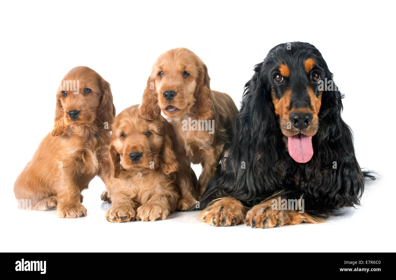 English group Cut Out Stock Images & Pictures - Alamy