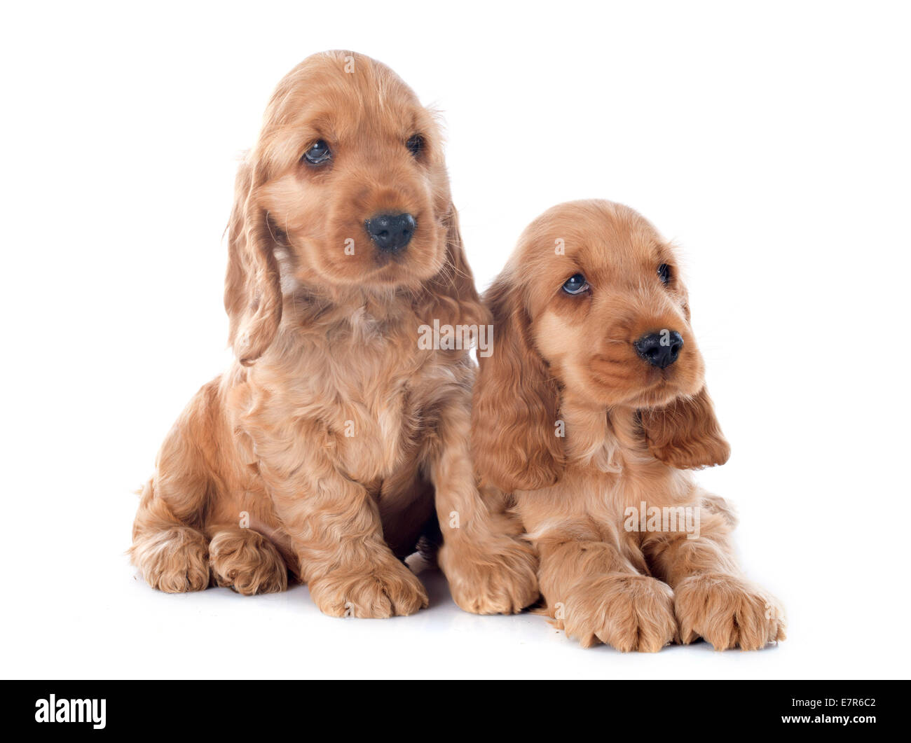 two purebred puppies english cocker in a studio Stock Photo - Alamy
