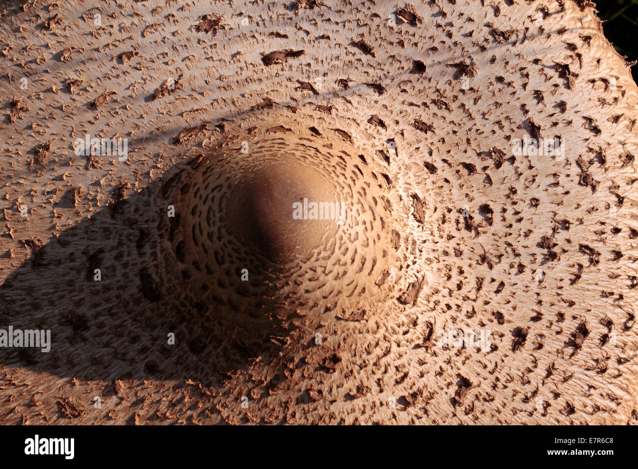 Death cap (Amanita phalloides) at Engenhahn, Hesse, Germany Stock Photo ...