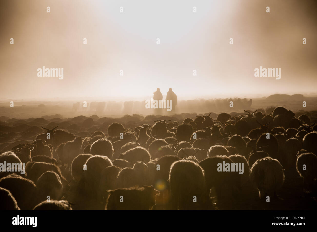 Changpa nomad grazing herd at Puga, Changthang in Ladakh India ...