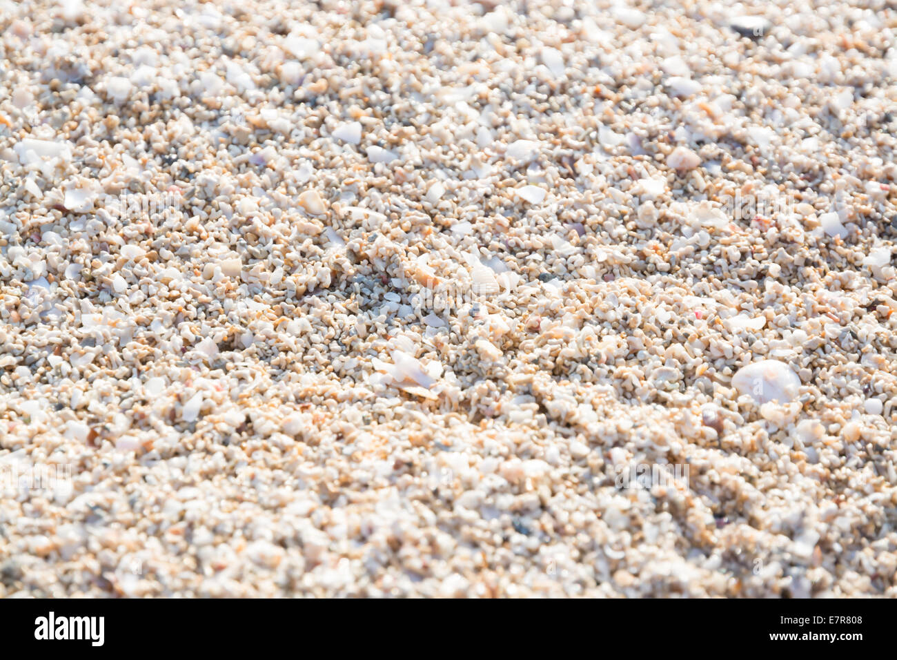 Seashells background. Mallorca, Balearic islands, Spain in July Stock ...
