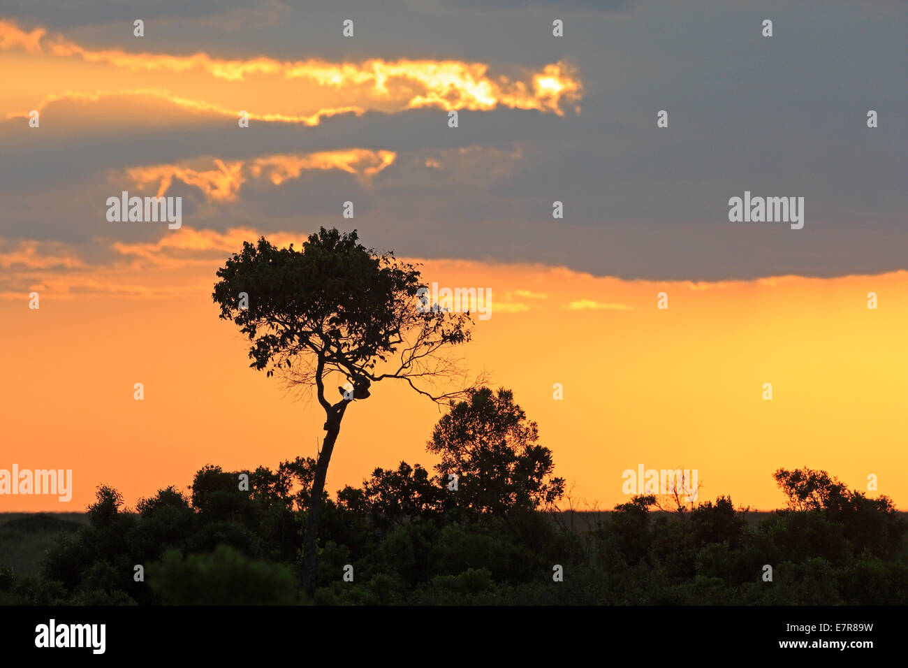 Sunset on the Masai mara Stock Photo - Alamy