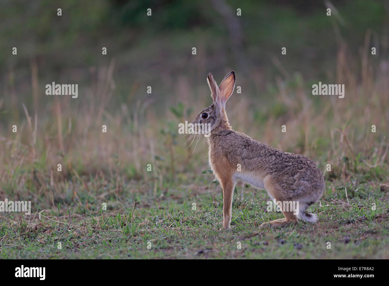 African hare hi-res stock photography and images - Alamy