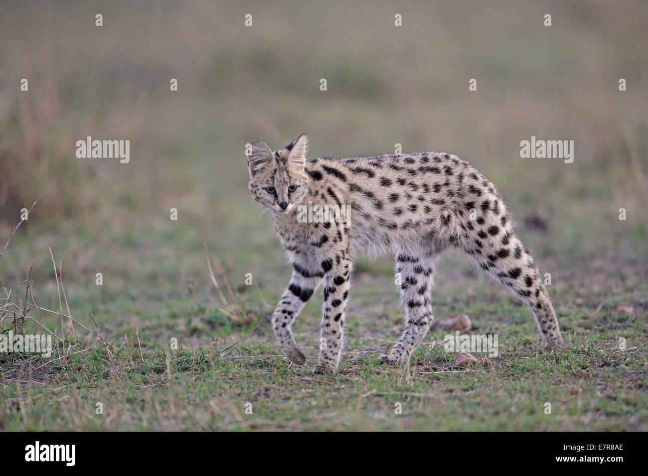 Seval walking on the Masai Mara Stock Photo - Alamy