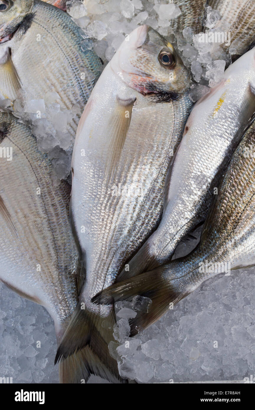 Sea bream hi-res stock photography and images - Alamy