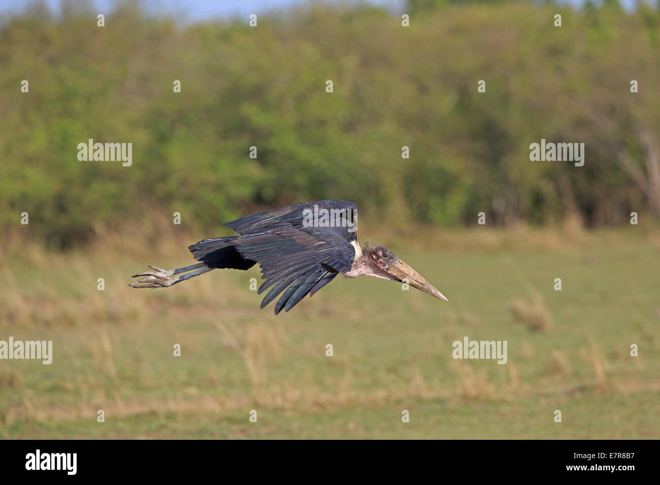 Marabou flying hi-res stock photography and images - Alamy