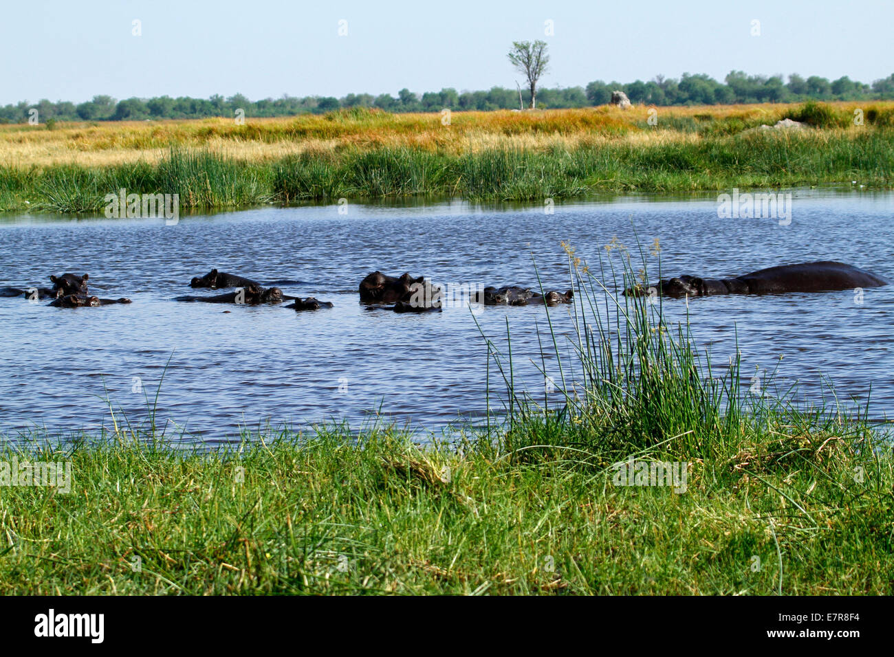Bloat of hippos hi-res stock photography and images - Alamy