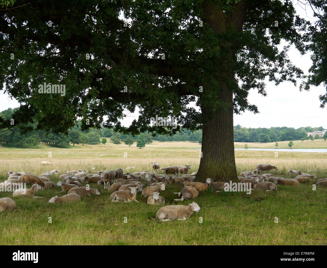 Sheep taking shelter from the sun in the shade of a tree Stock Photo ...