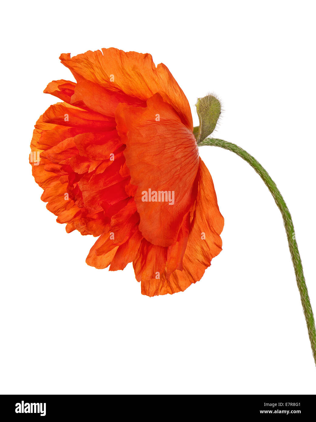 Single poppy flower isolated on white background. Closeup Stock Photo ...