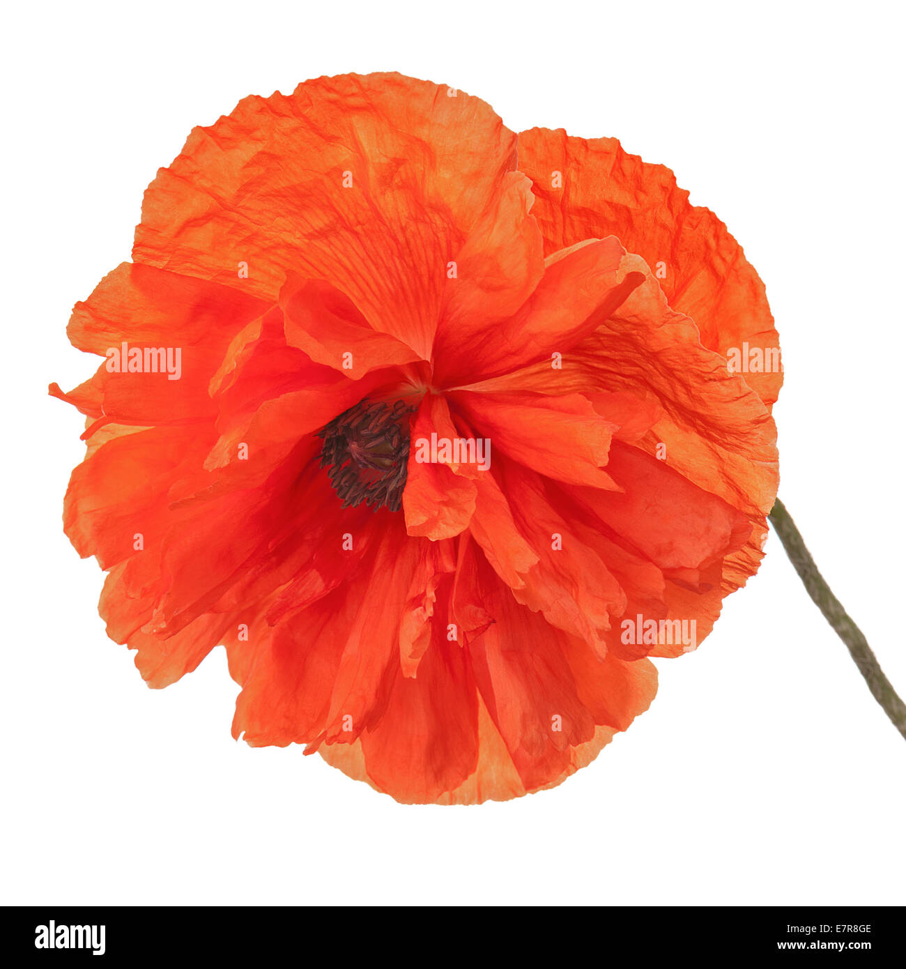 Poppy flowers on field Cut Out Stock Images & Pictures - Alamy