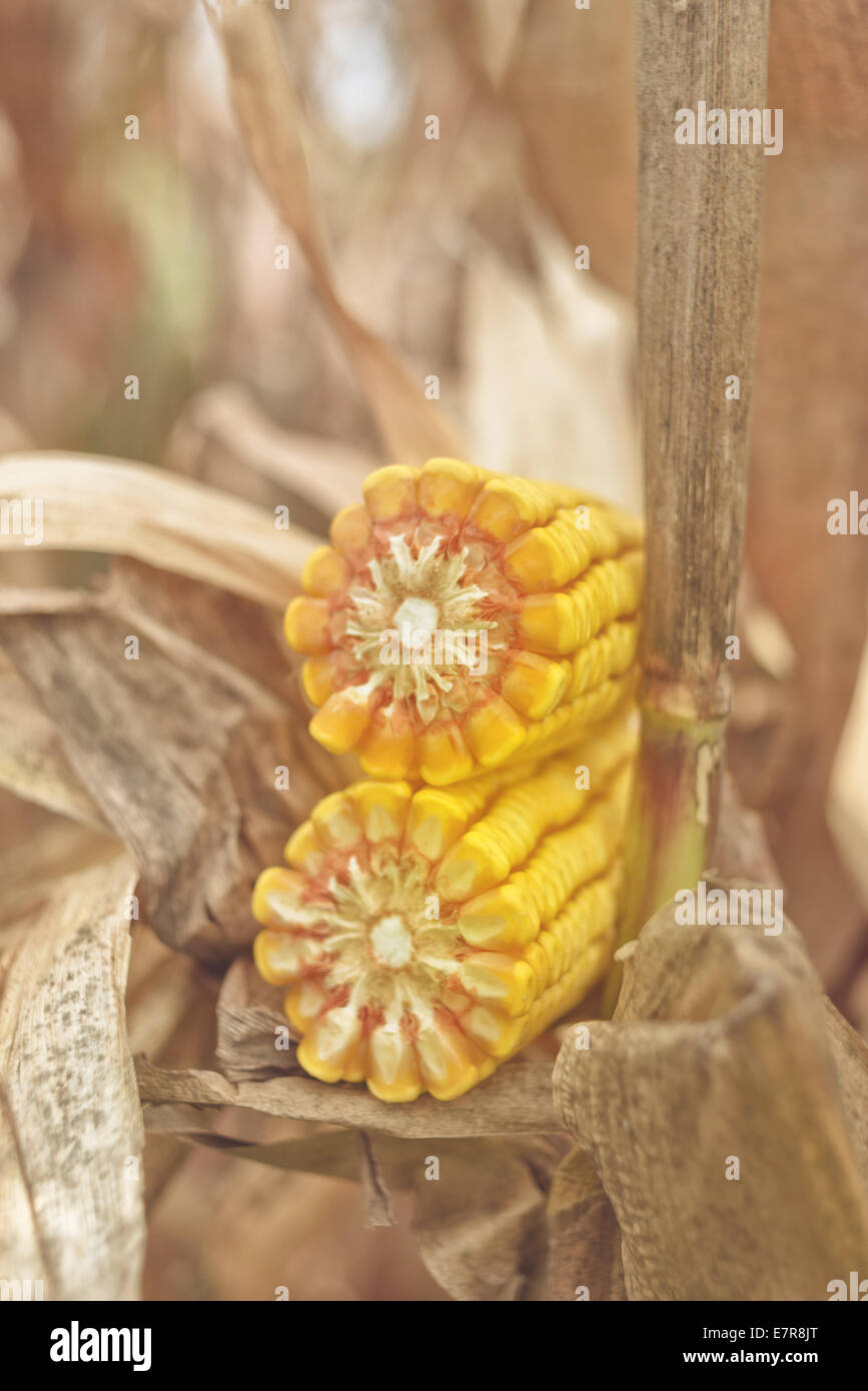 Ripe maize on the cob in cultivated agricultural corn field ready for ...