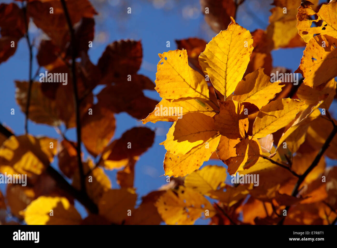 Colorful autumn leaves on a small bush Stock Photo - Alamy
