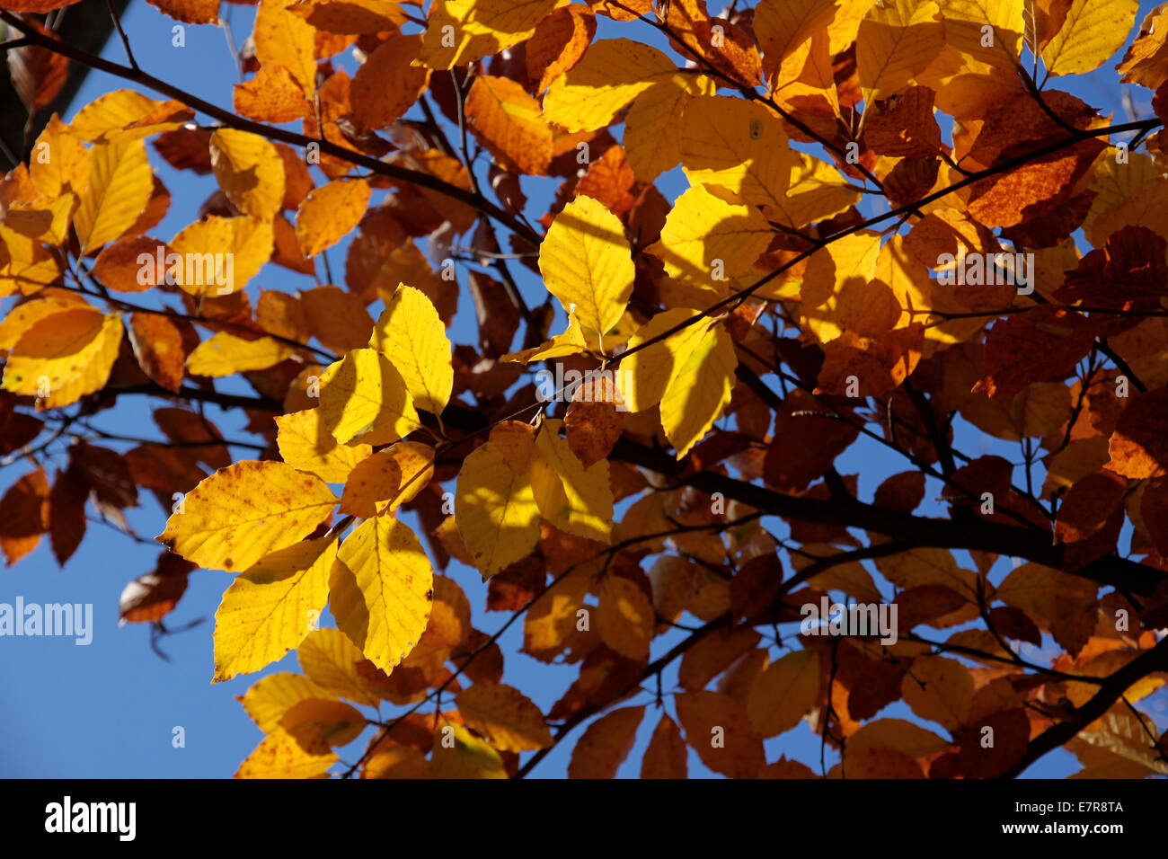 Colorful autumn leaves on a small bush Stock Photo - Alamy