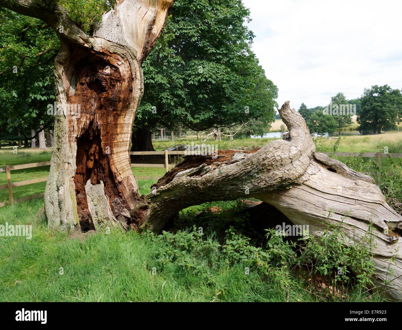 Tree split lightning hi-res stock photography and images - Alamy