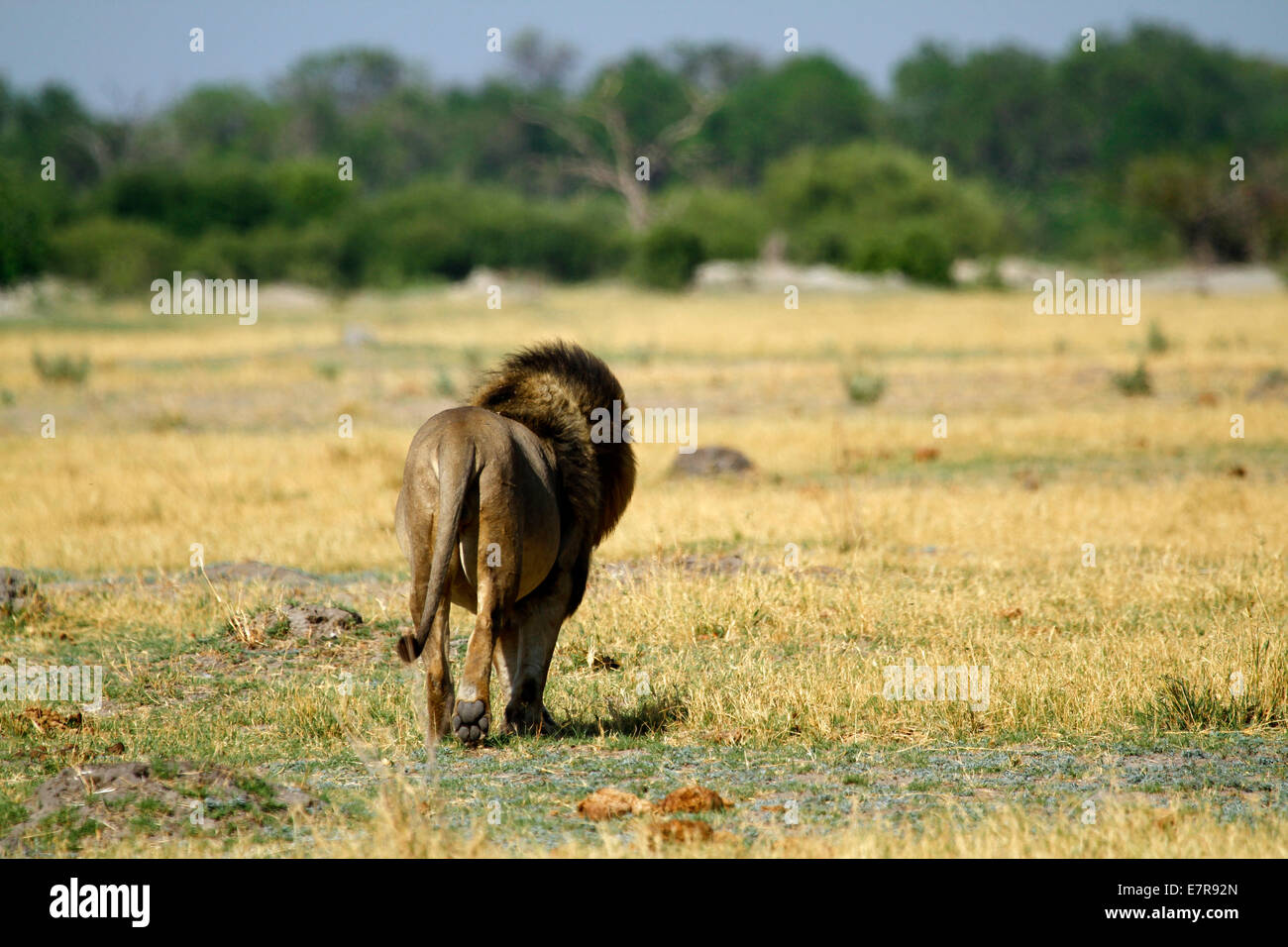 The regal lion, Africa's top & most feared apex predator, fine example ...