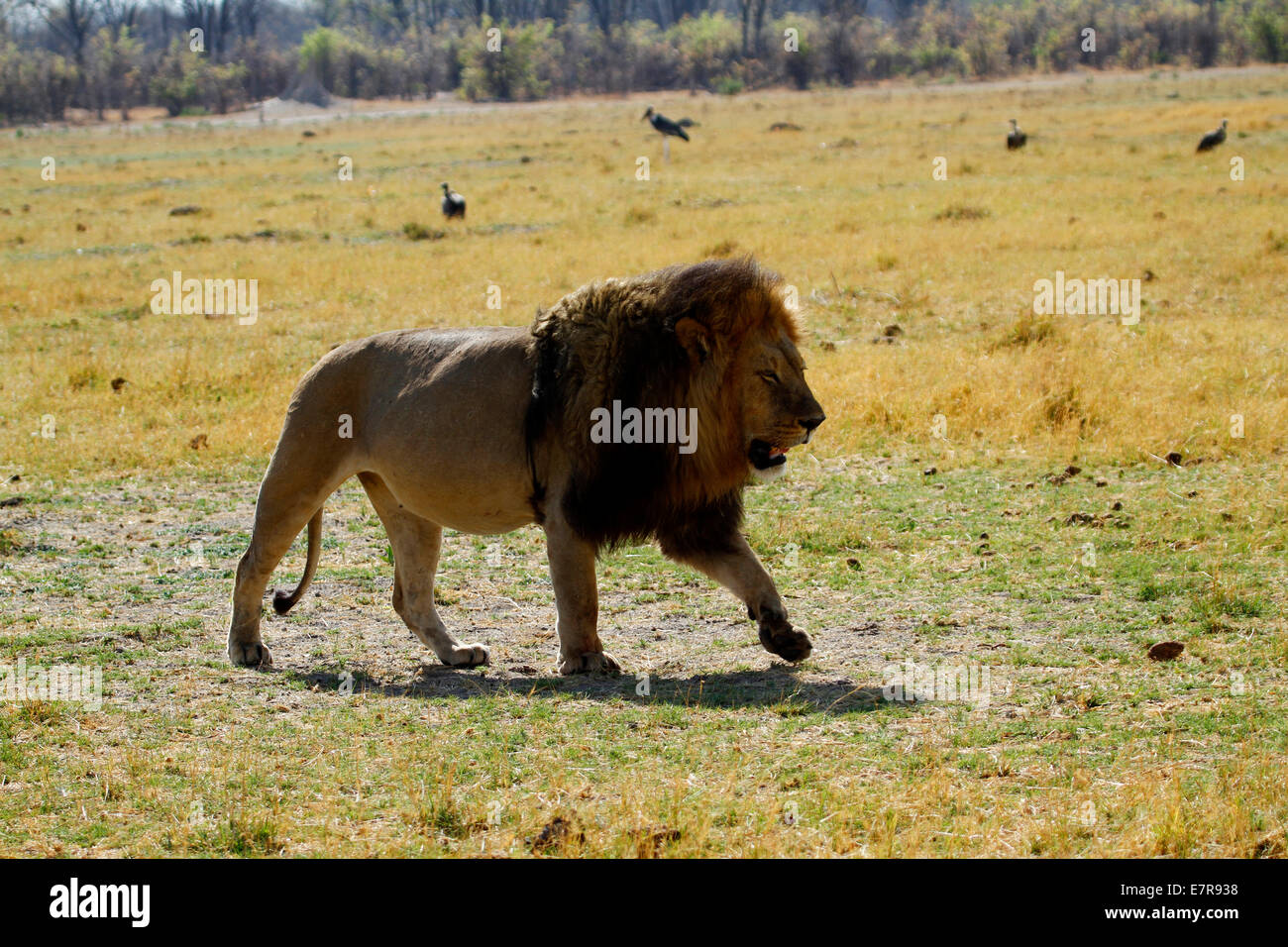 The regal lion, Africa's top & most feared apex predator, fine example ...