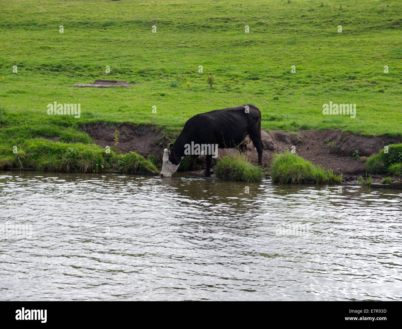 Cow taking a drink from the bank of a canal Stock Photo - Alamy