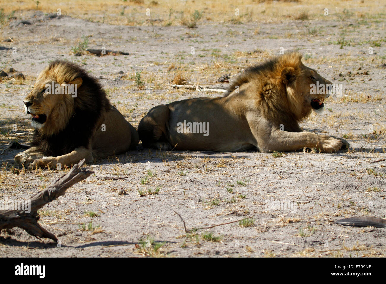 The regal lion, Africa's top & most feared apex predator, fine example ...