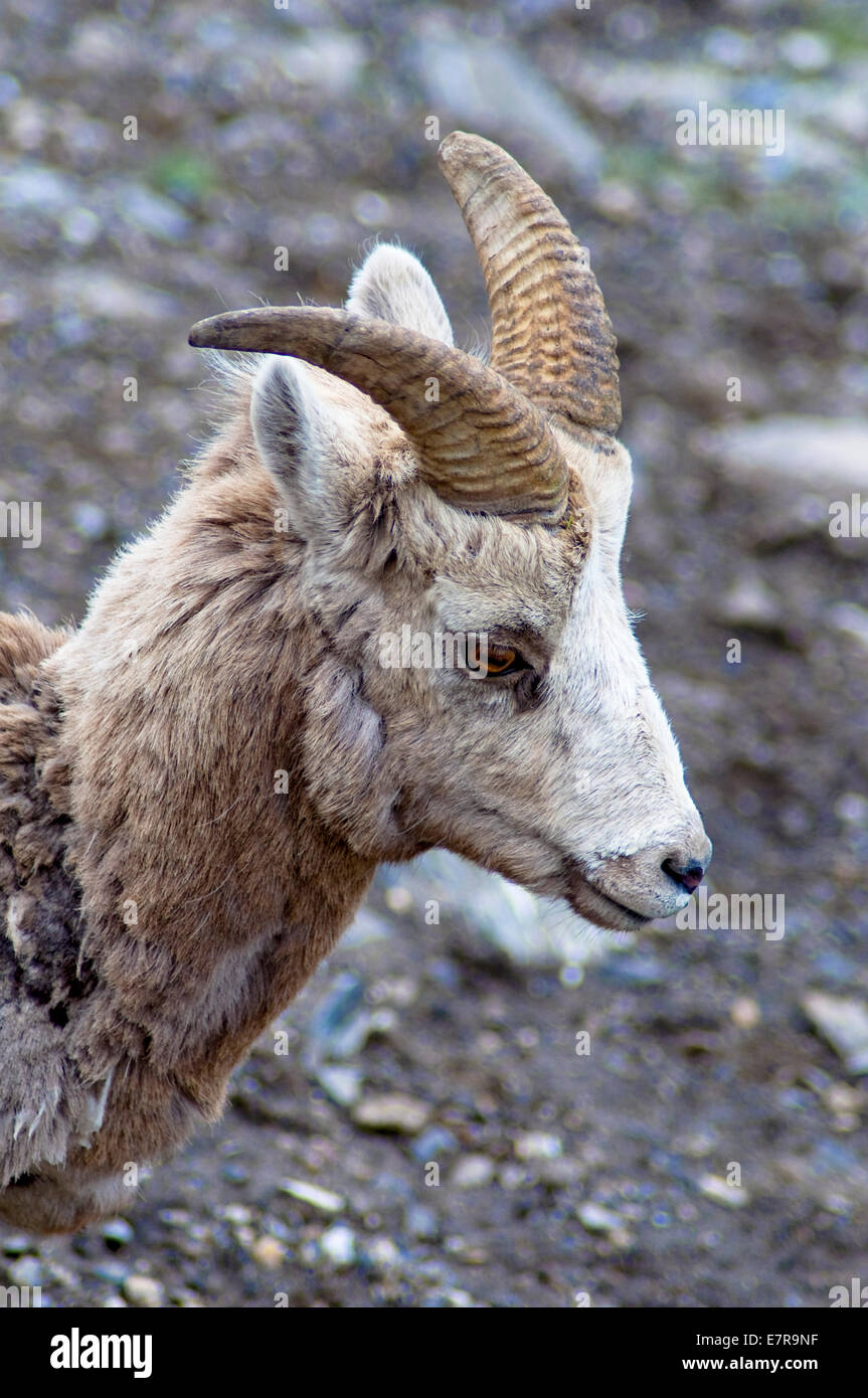 Rocky Mountain Big Horn Sheep, Banff, Alberta, Canada Stock Photo - Alamy