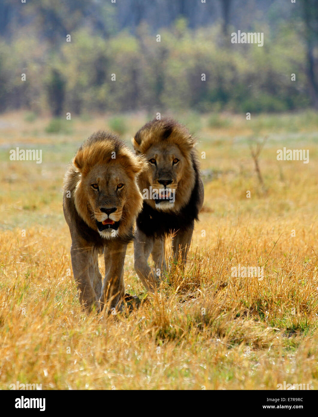 Rear view male lion walking away hi-res stock photography and images ...